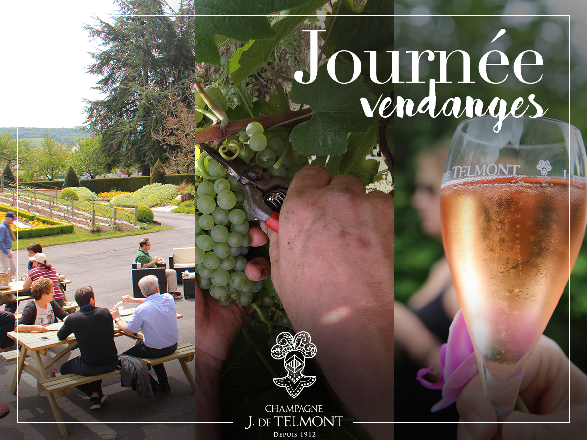 journee-vendanges - journee-vendanges - Terre de Vins journee-vendanges - journee-vendanges - Terre de Vins