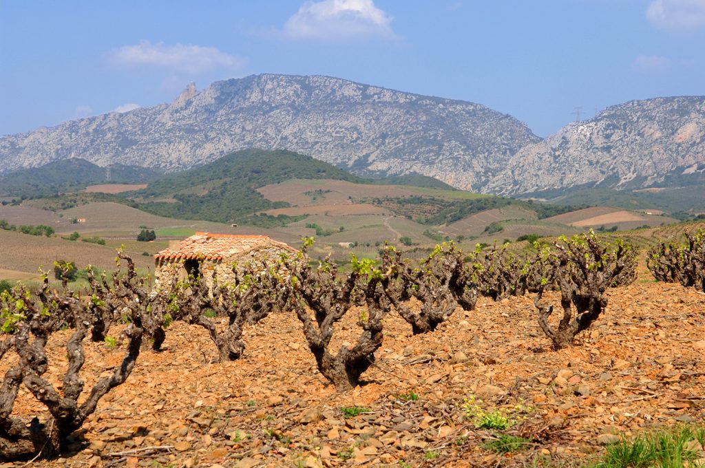 Languedoc week : l’AOP Côtes du Roussillon et Villages défie le temps