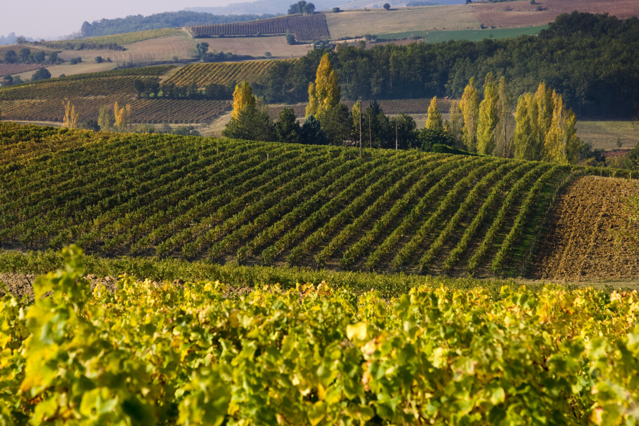 Gaillac, une réserve de « vieux » cépages