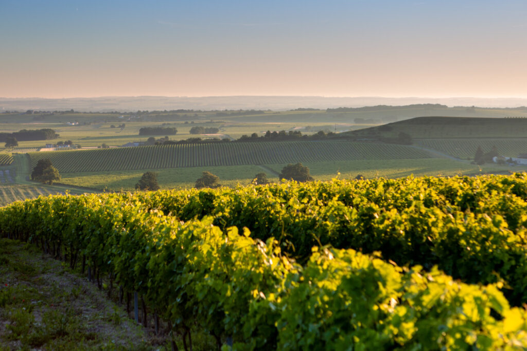 Cognac : les trois priorités du nouveau président de l’interprofession