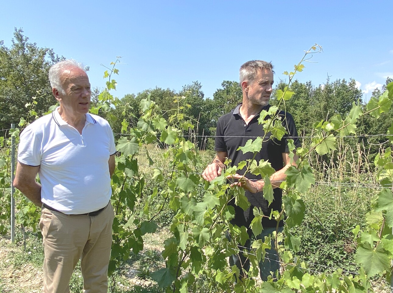 Renaissance du vignoble de Chanaz en Savoie